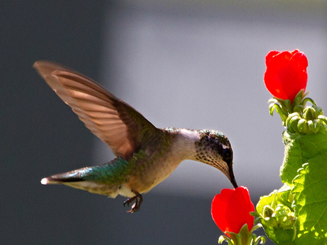 Ruby-throated Hummingbird