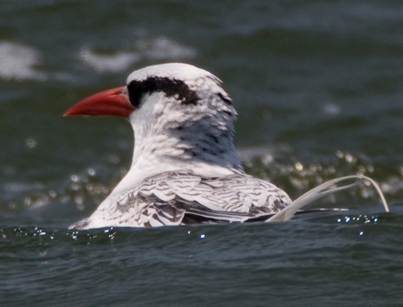 Red-billed Tropicbird