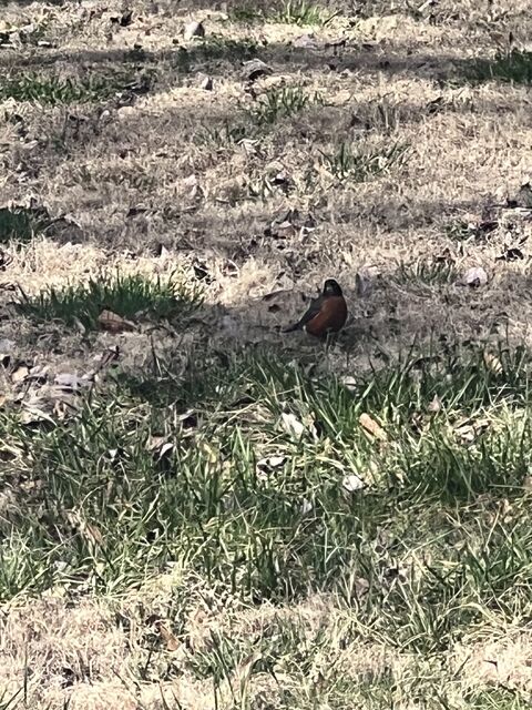 American Robin