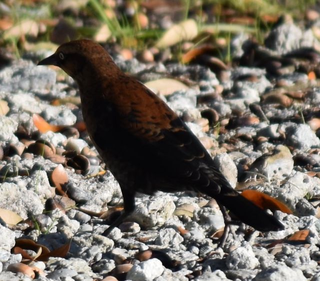 Rusty Blackbird
