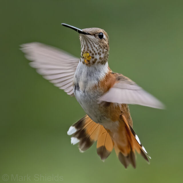 Rufous Hummingbird