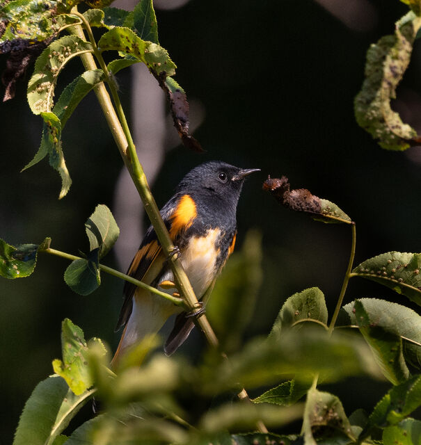 American Redstart