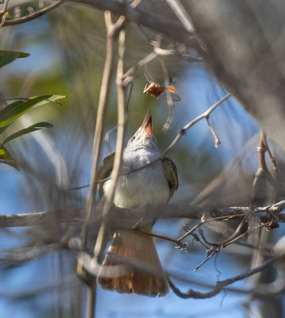 Ash-throated Flycatcher