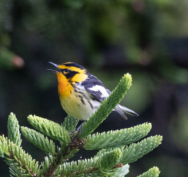 Blackburnian Warbler