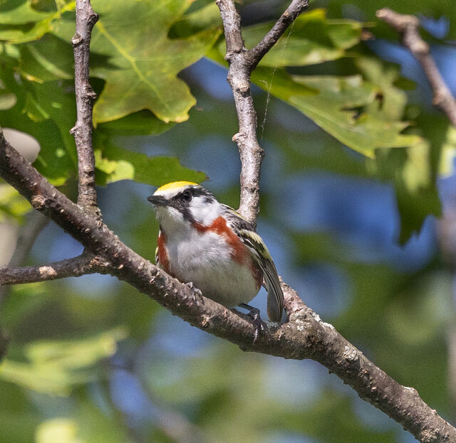 Chestnut-sided Warbler