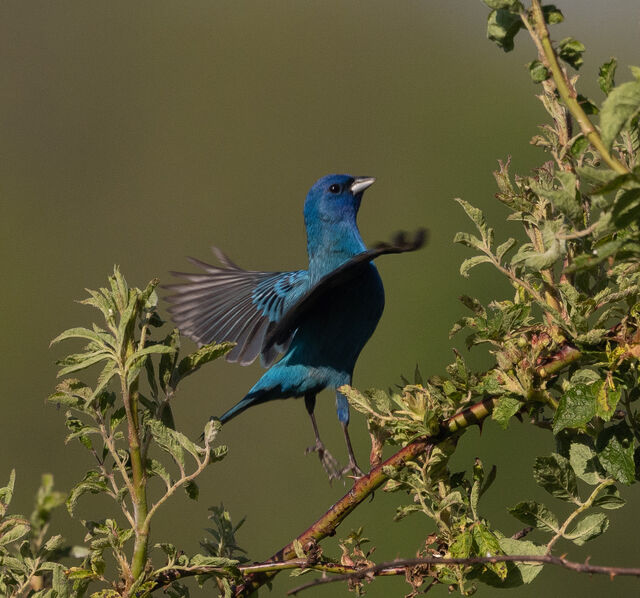 Indigo Bunting