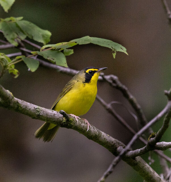 Kentucky Warbler
