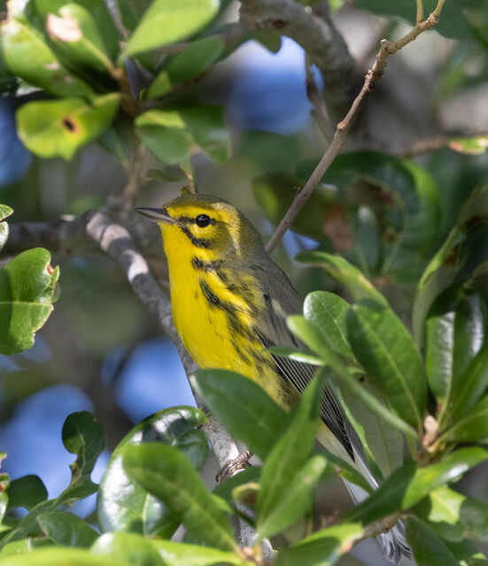Prairie Warbler