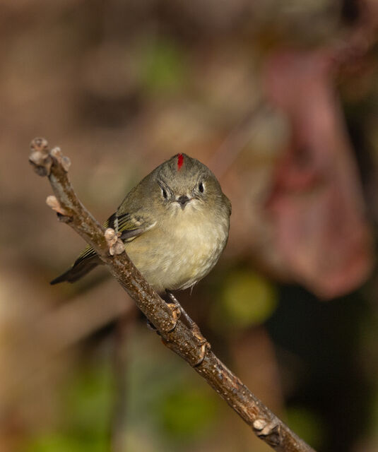Ruby-crowned Kinglet