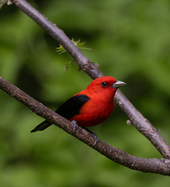 Scarlet Tanager