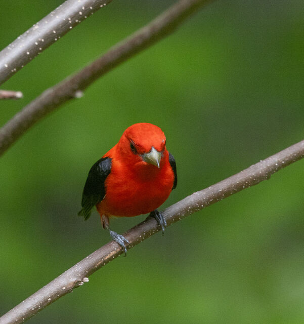 Scarlet Tanager