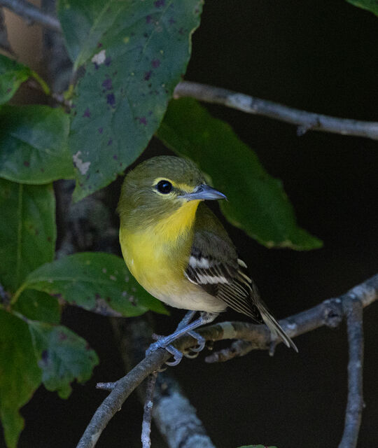 Yellow-throated Vireo