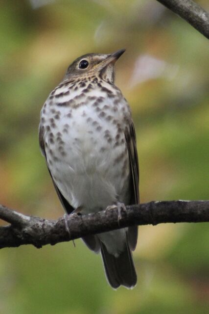 Swainson's Thrush
