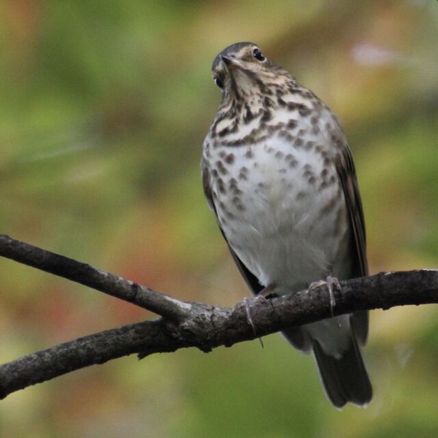 Swainson's Thrush