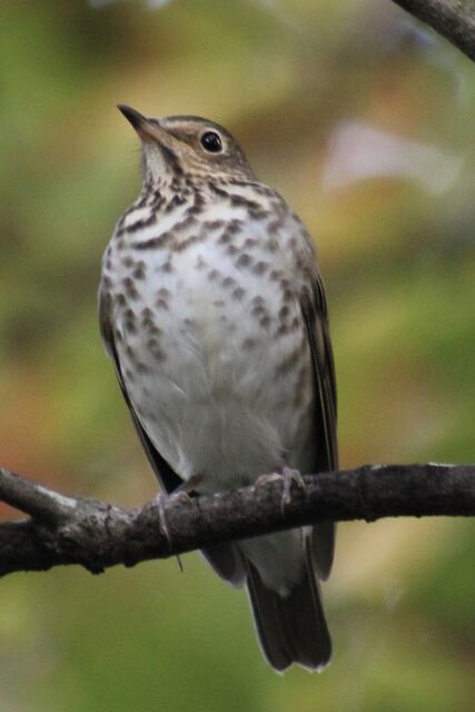 Swainson's Thrush