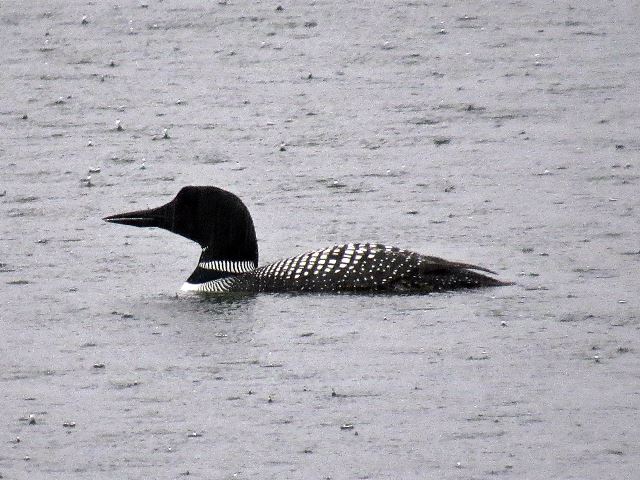 Common Loon