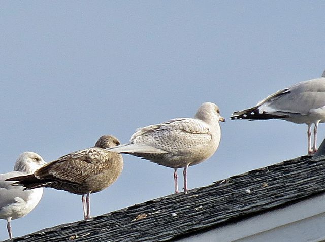 Iceland Gull