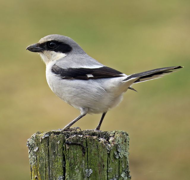 Loggerhead Shrike
