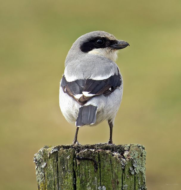 Loggerhead Shrike