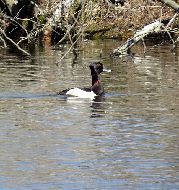 Ring-necked Duck