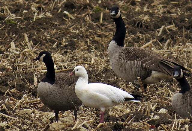 Ross's Goose