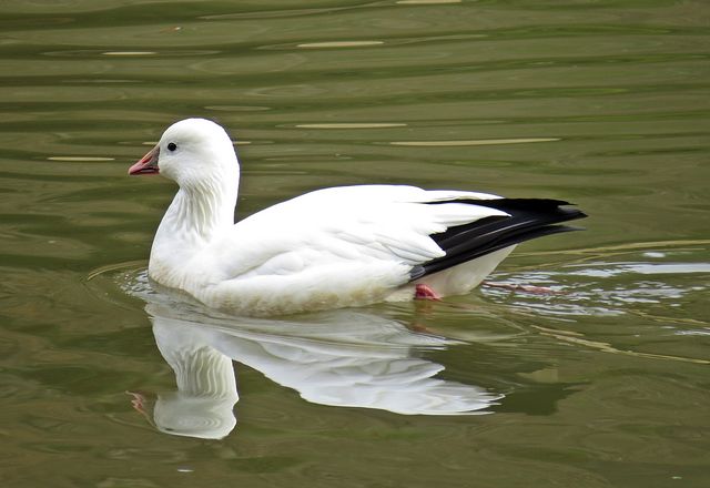 Ross's Goose