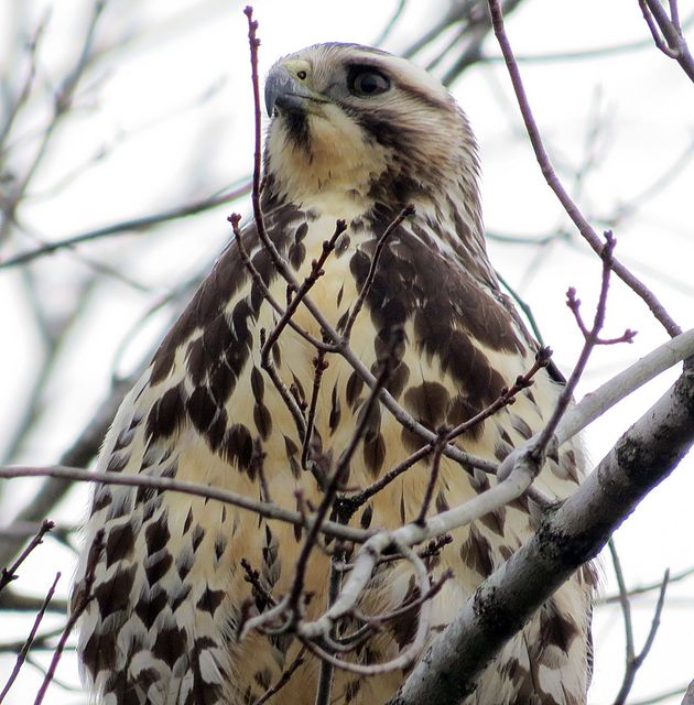 Swainson's Hawk