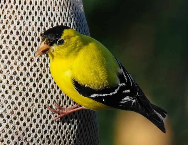 American Goldfinch
