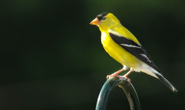 American Goldfinch