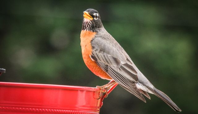 American Robin