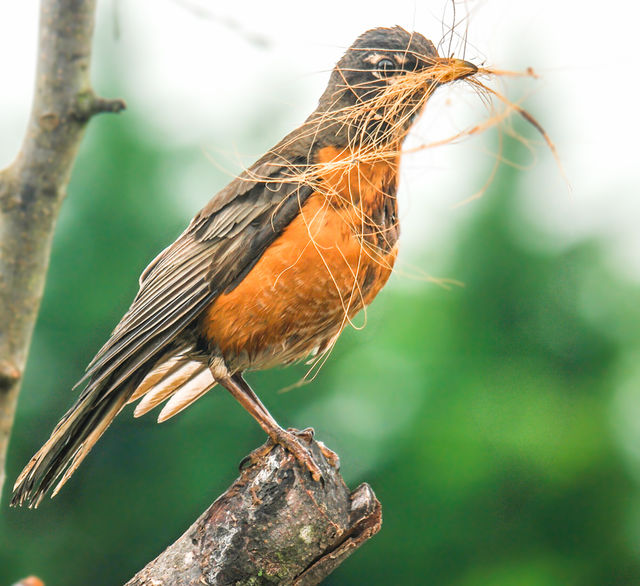 American Robin