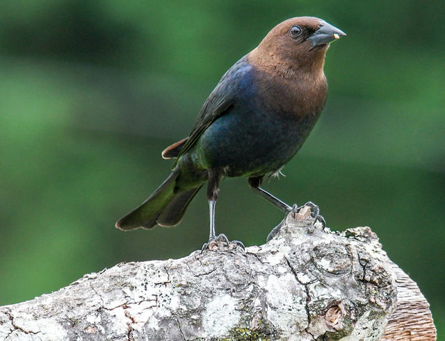 Brown-headed Cowbird