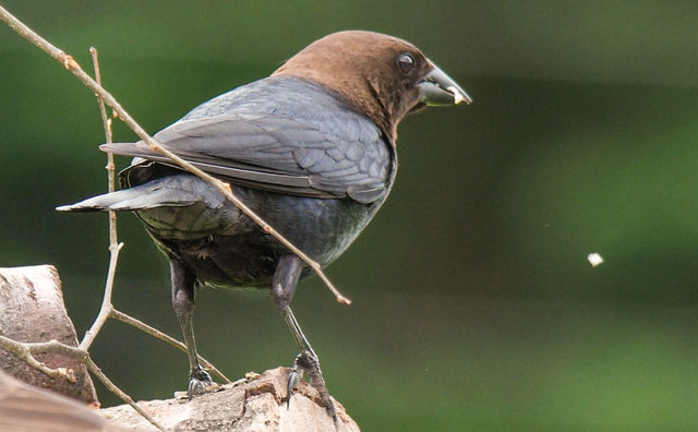 Brown-headed Cowbird