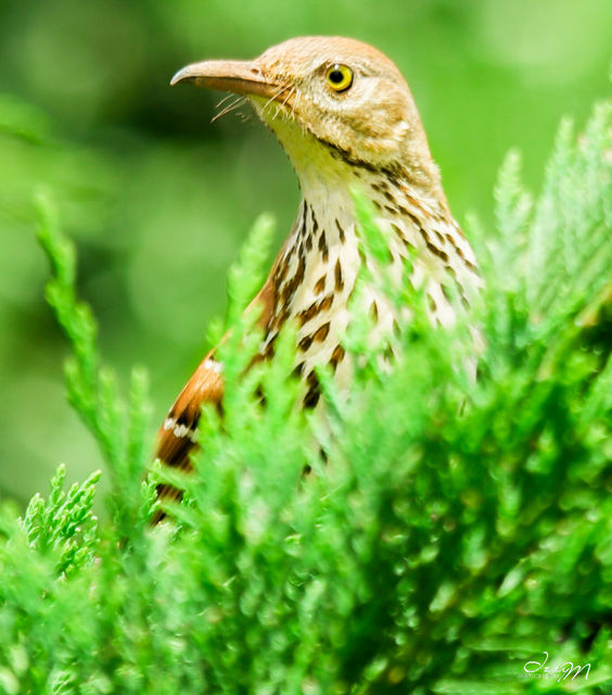 Brown Thrasher
