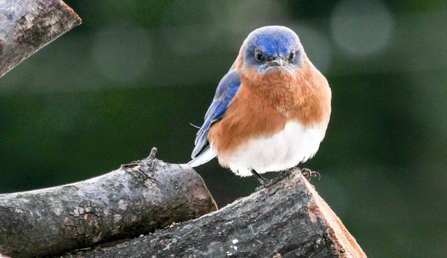 Eastern Bluebird