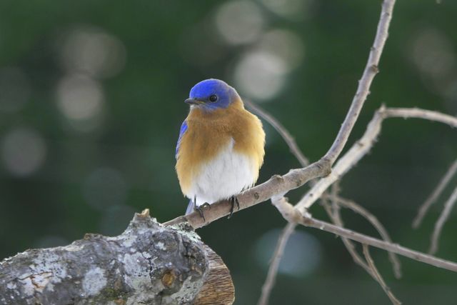 Eastern Bluebird