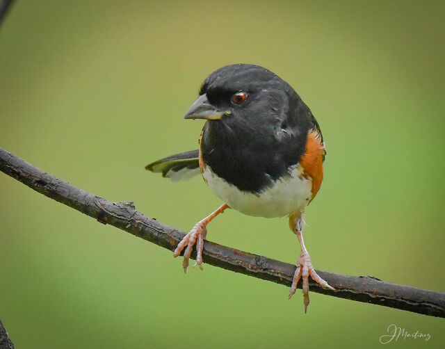 Eastern Towhee