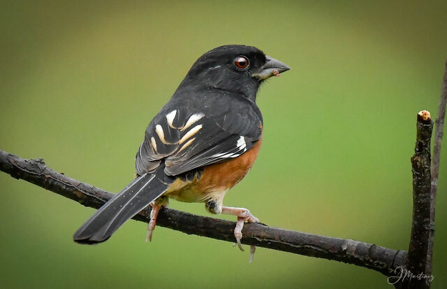 Eastern Towhee