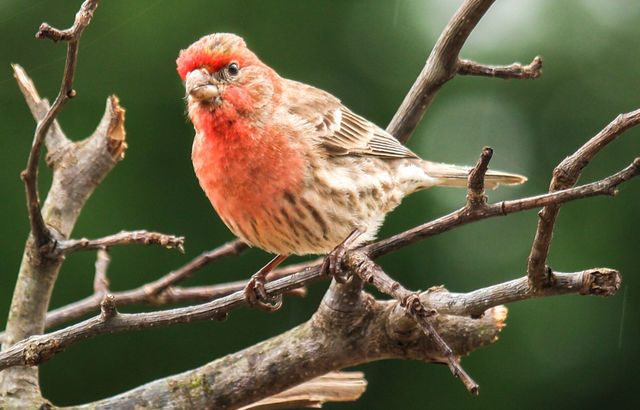 House Finch