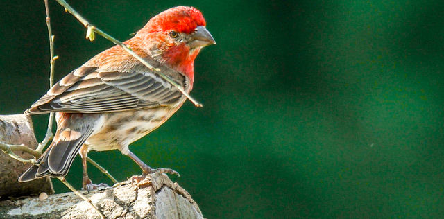 House Finch