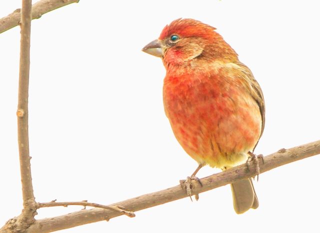 House Finch