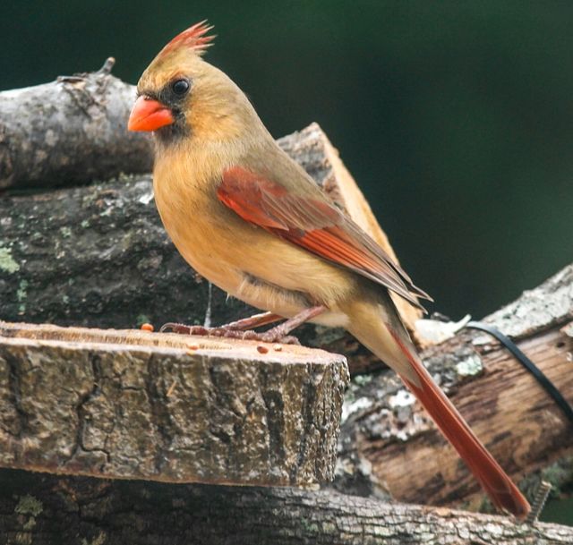 Northern Cardinal