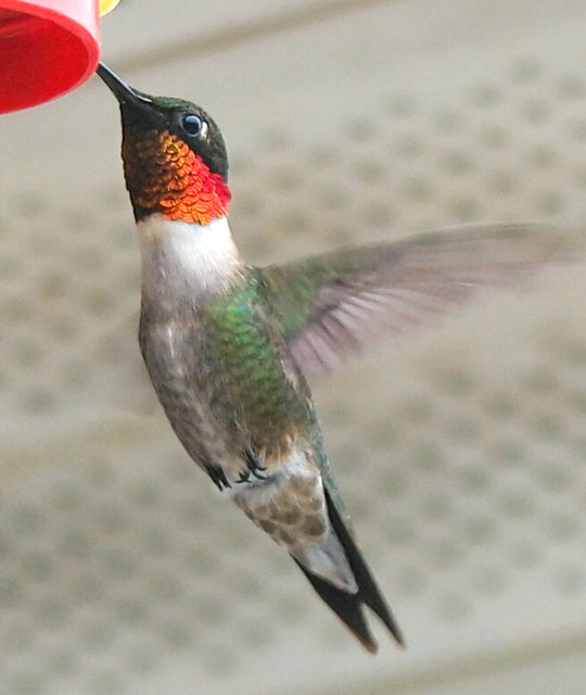 Ruby-throated Hummingbird