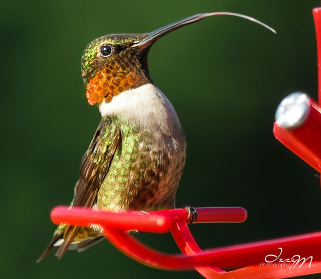 Ruby-throated Hummingbird