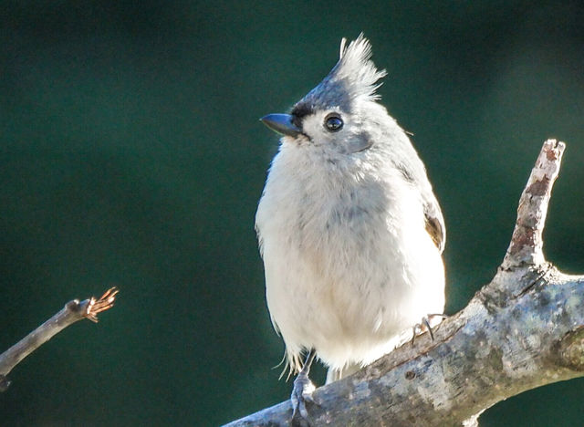 Tufted Titmouse