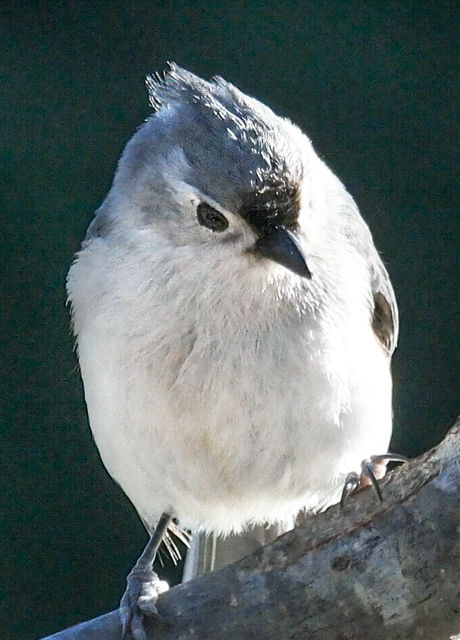 Tufted Titmouse