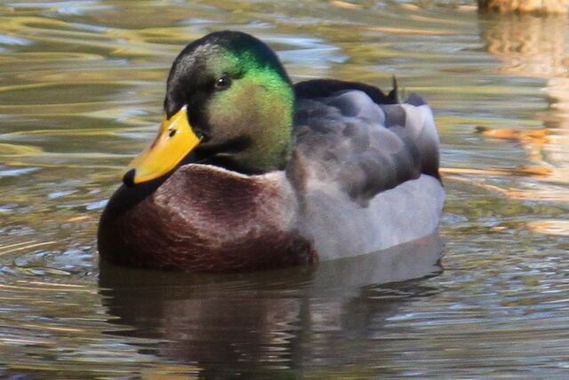 Mallard