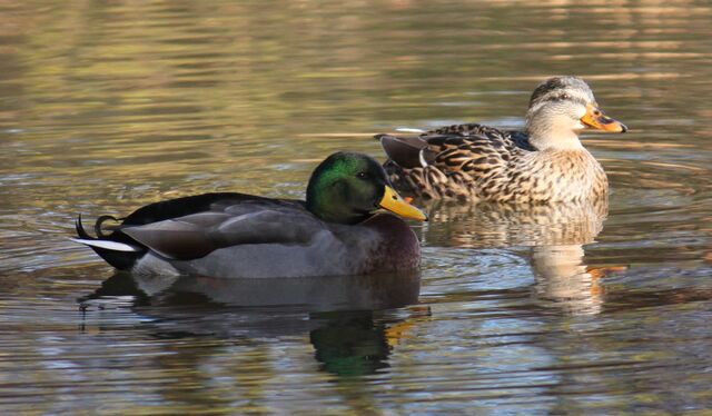 Mallard
