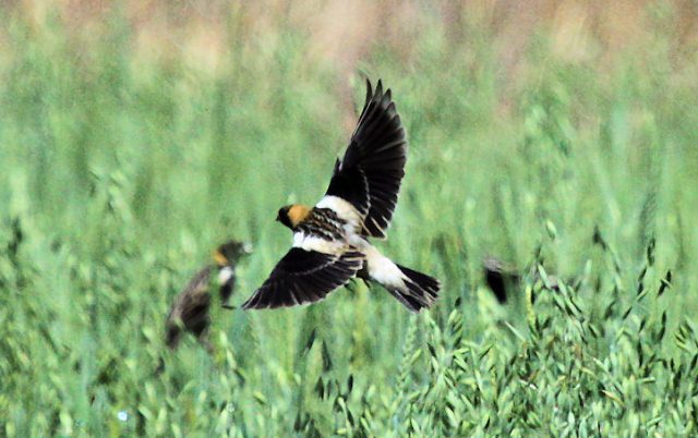Bobolinks