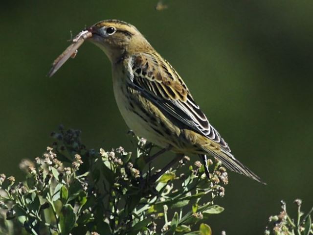 Bobolink